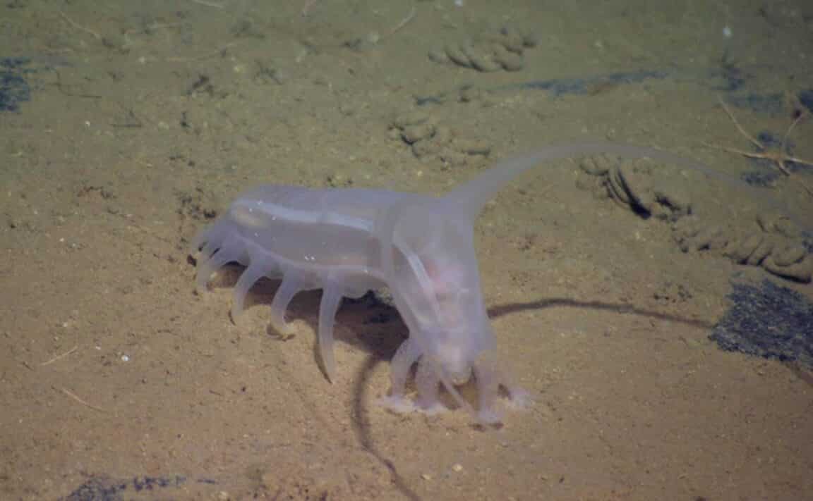 Conheça o porco-do-mar, animal que come carniça e respira pelo ânus ...
