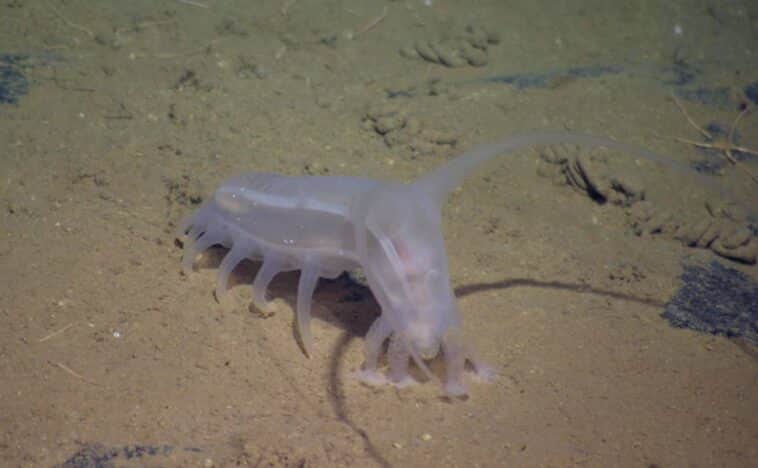 Conheça o porco-do-mar, animal que come carniça e respira pelo ânus ...