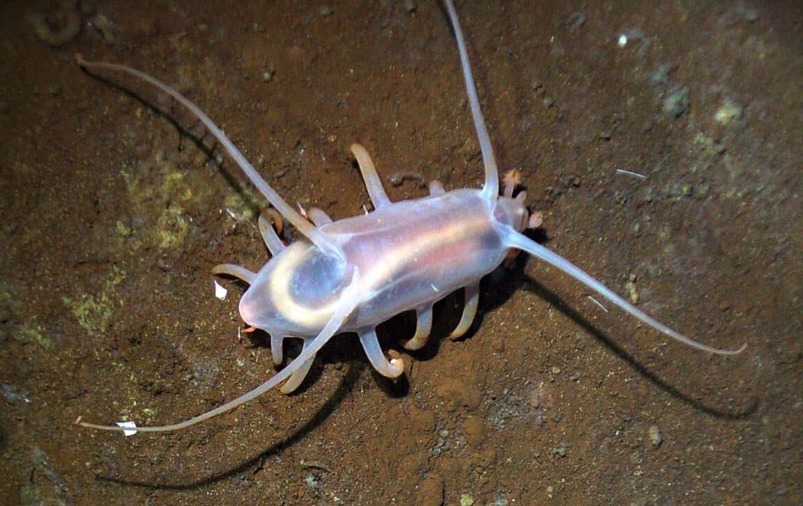 Conheça o porco-do-mar, animal que come carniça e respira pelo ânus ...