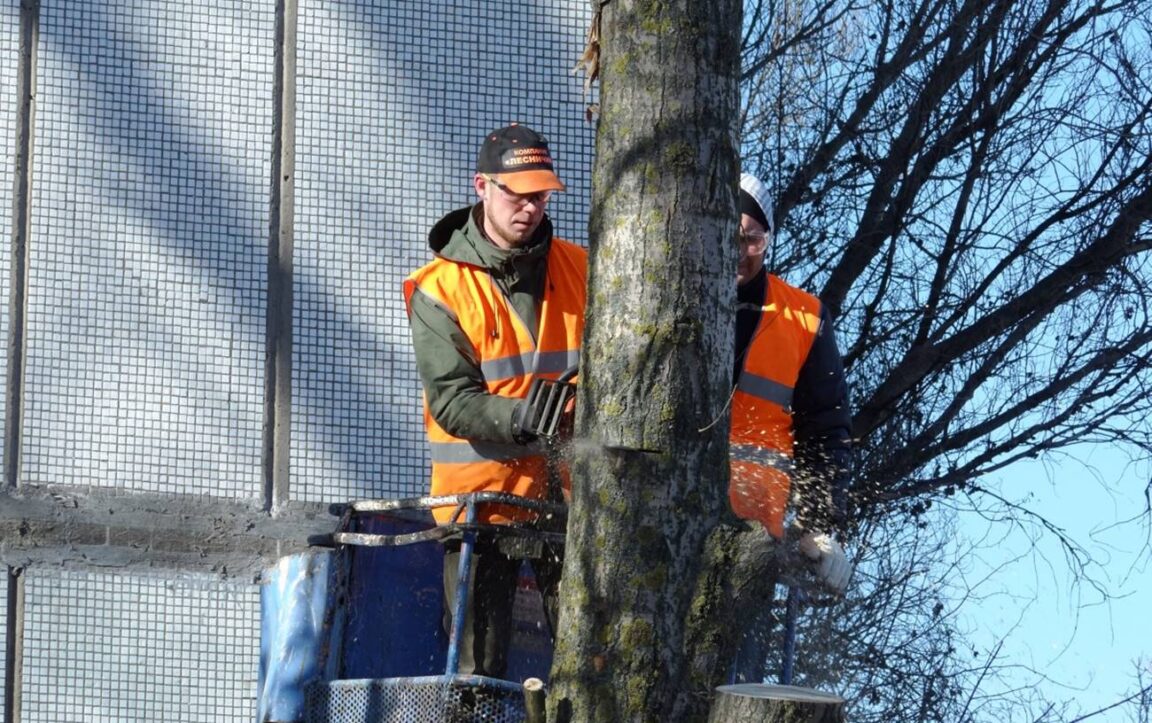 O que faz um arborista? – Zona Curiosa