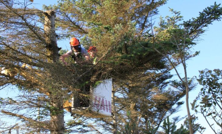 O que faz um arborista? – Zona Curiosa