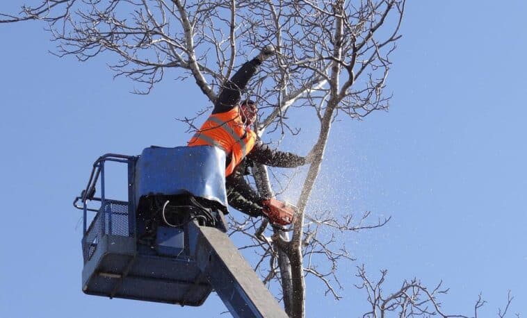 O que faz um arborista? – Zona Curiosa
