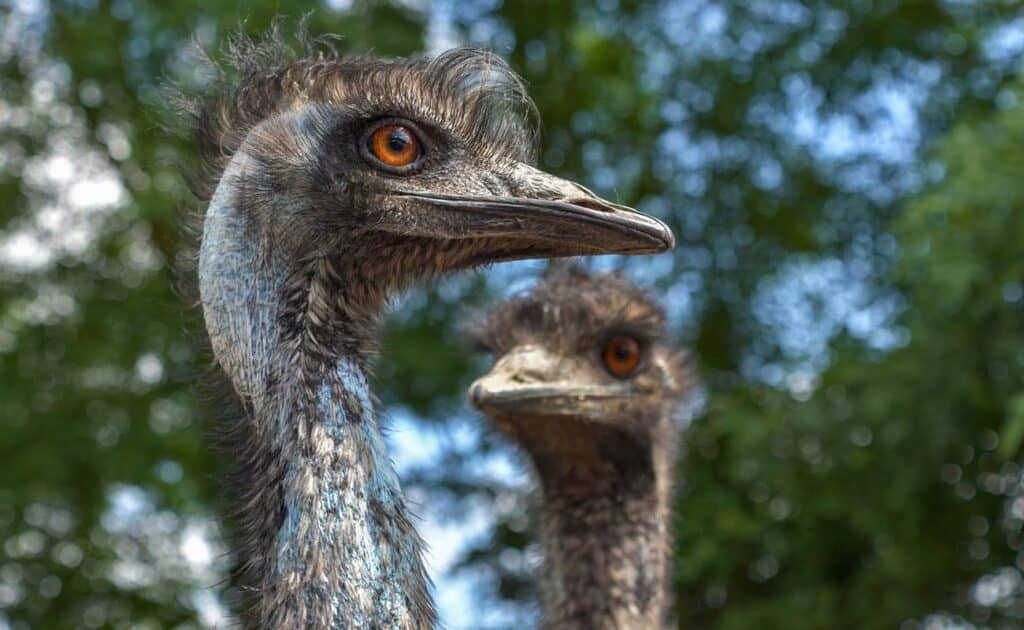 O que foi a Guerra aos Emus? – Zona Curiosa