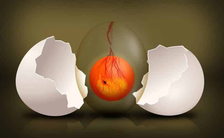 Todo ovo de galinha pode ser chocado e gerar um pintinho? – Zona Curiosa