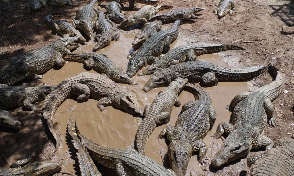 Qual a diferença entre jacarés e crocodilos? – Zona Curiosa