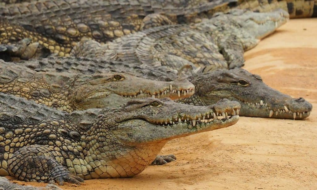 Qual a diferença entre jacarés e crocodilos? - Zona Curiosa