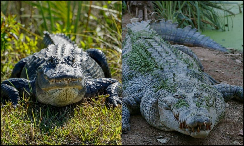 Foto De Jacaré E Crocodilo - FDPLEARN