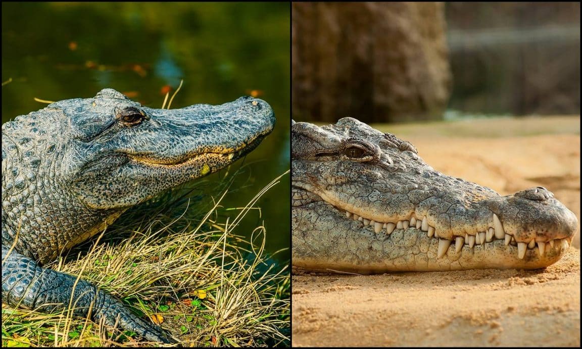 Qual a diferença entre jacarés e crocodilos? – Zona Curiosa