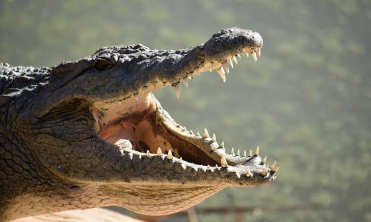 Qual a diferença entre jacarés e crocodilos? – Zona Curiosa