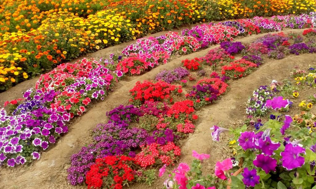 Por que as flores são coloridas? – Zona Curiosa