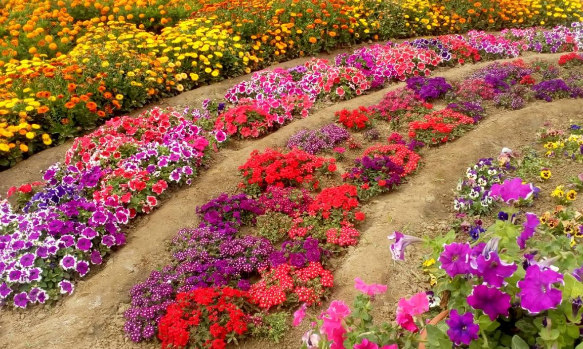 Por que as flores são coloridas? – Zona Curiosa