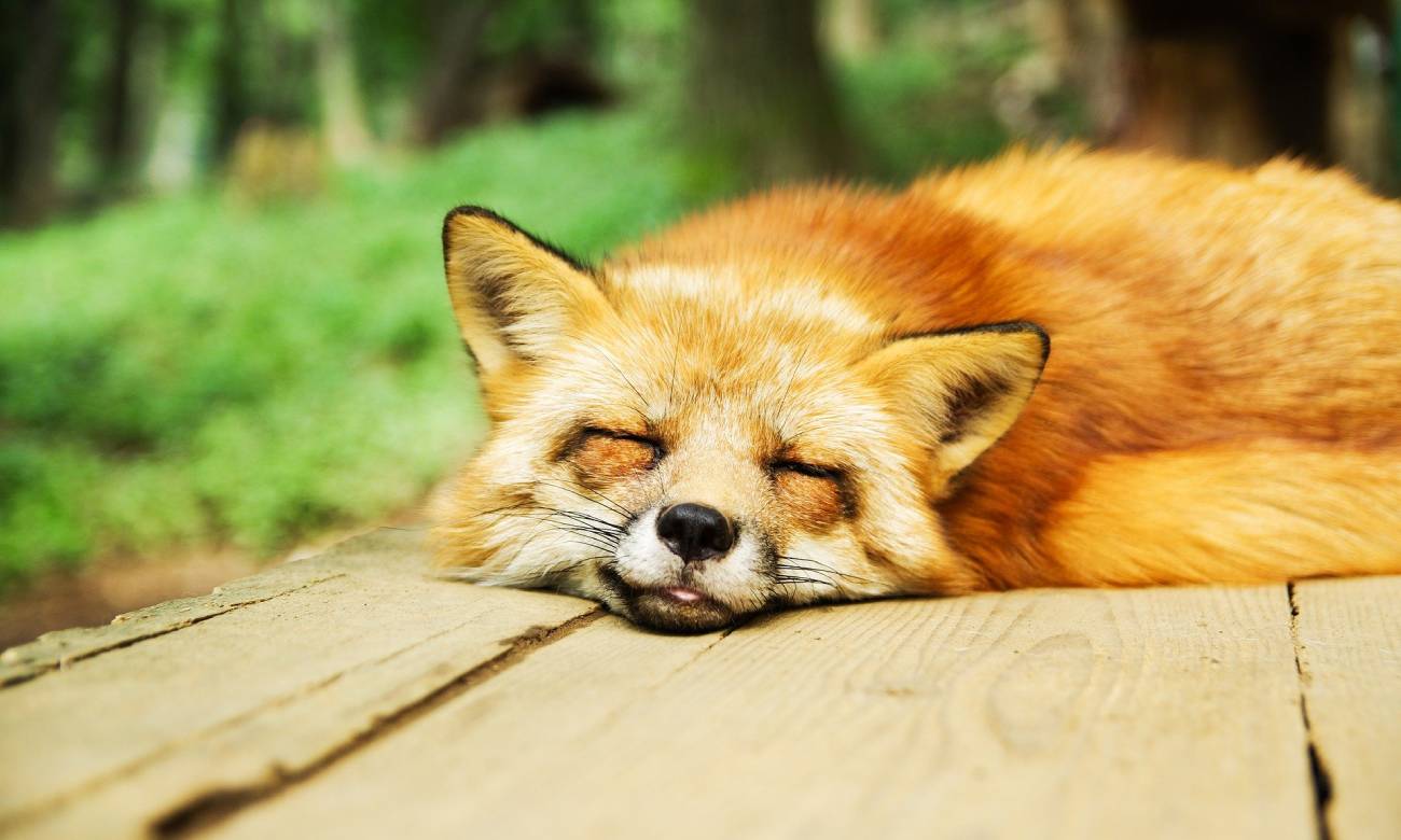 Por que não domesticamos raposas? – Zona Curiosa