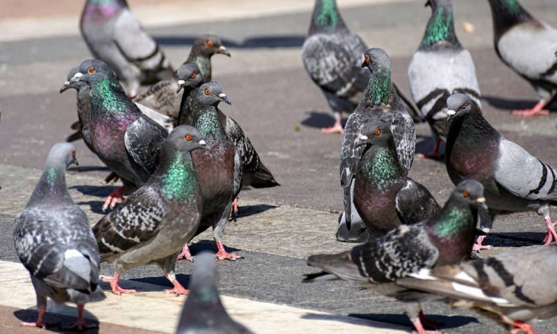 Por que há tantos pombos nas grandes cidades? – Zona Curiosa