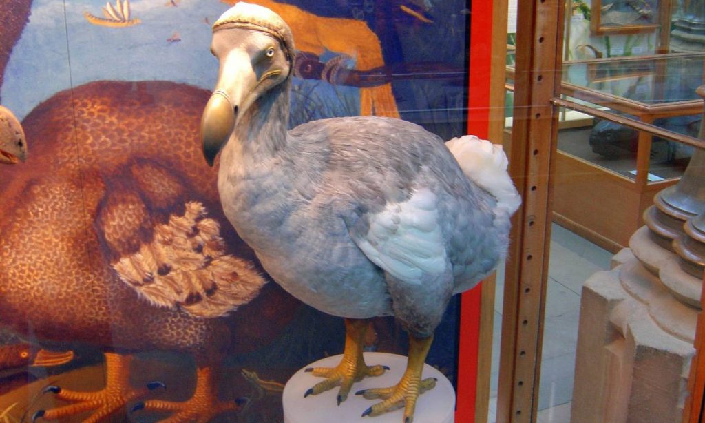 Por que o pássaro dodô foi extinto? – Zona Curiosa