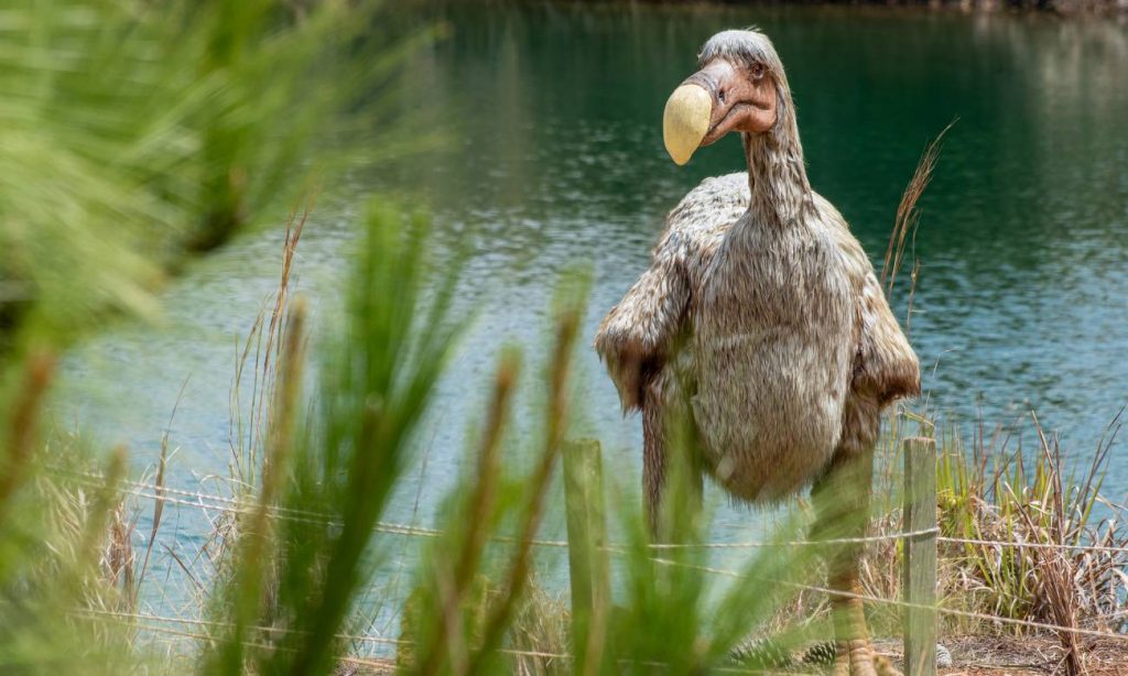 Por que o pássaro dodô foi extinto? – Zona Curiosa