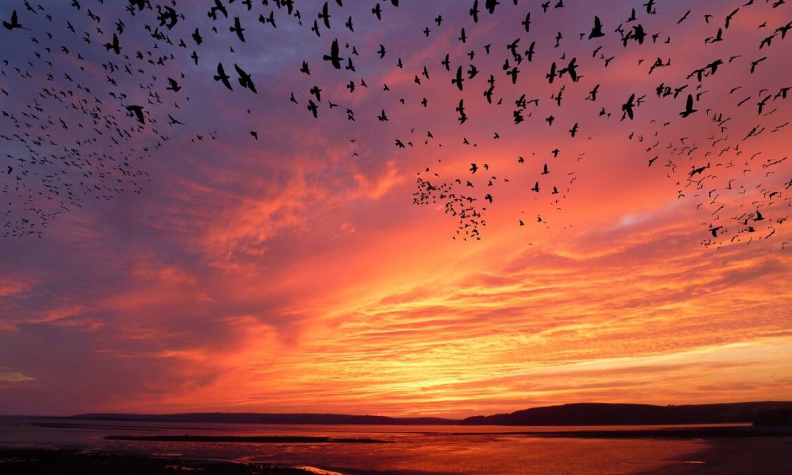 Por que as aves migram? – Zona Curiosa