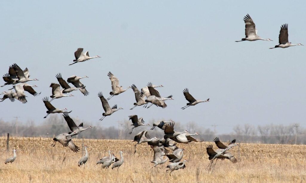 Por que as aves migram? – Zona Curiosa