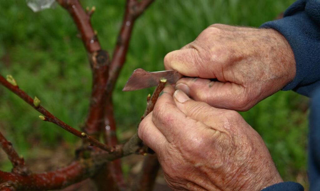 O que é enxertia e para que serve? – Zona Curiosa