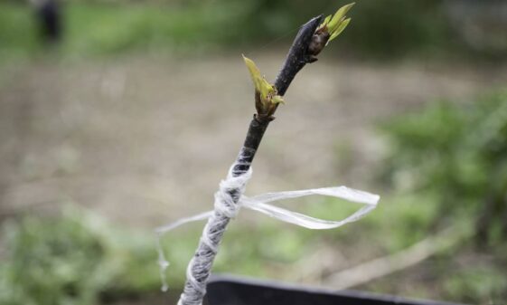 O que é enxertia e para que serve? – Zona Curiosa