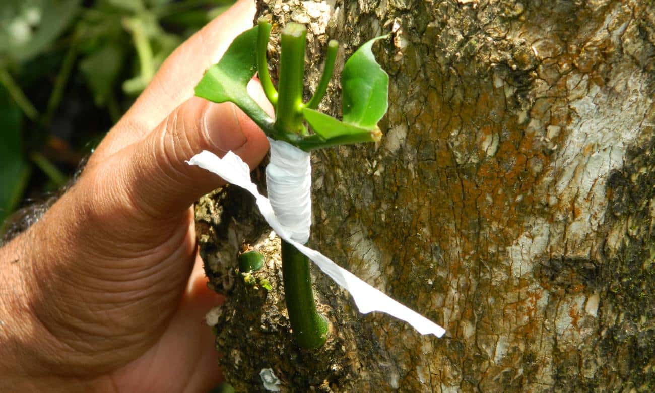 O que é enxertia e para que serve? – Zona Curiosa