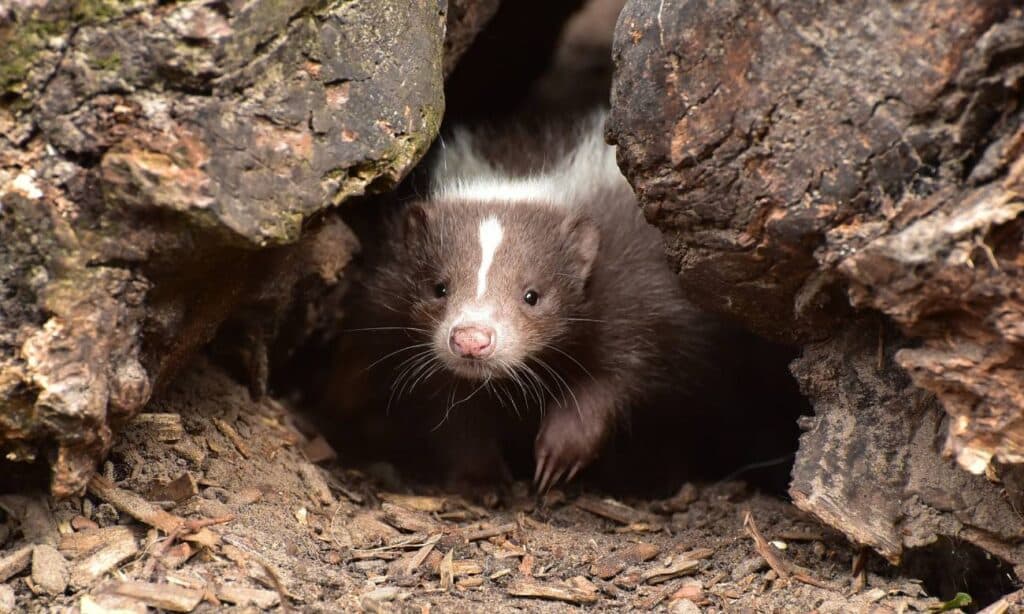 Por que os gambás têm mau cheiro? – Zona Curiosa