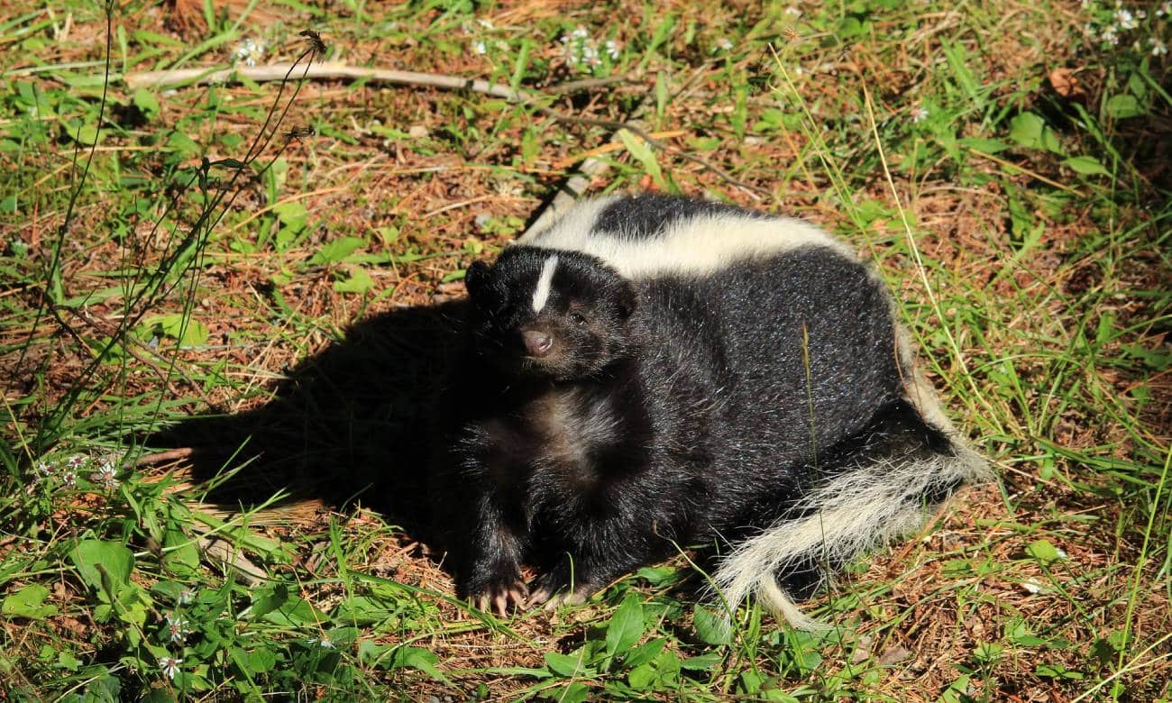 Por que os gambás têm mau cheiro? – Zona Curiosa