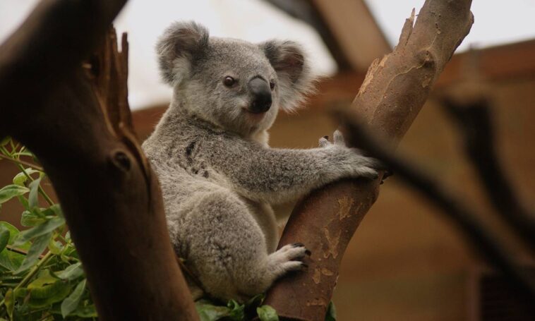 Os animais têm impressões digitais? – Zona Curiosa