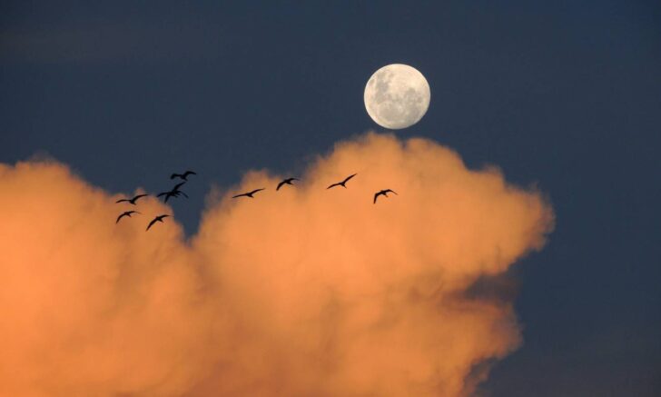 Qual a importância da Lua para a vida na Terra? – Zona Curiosa