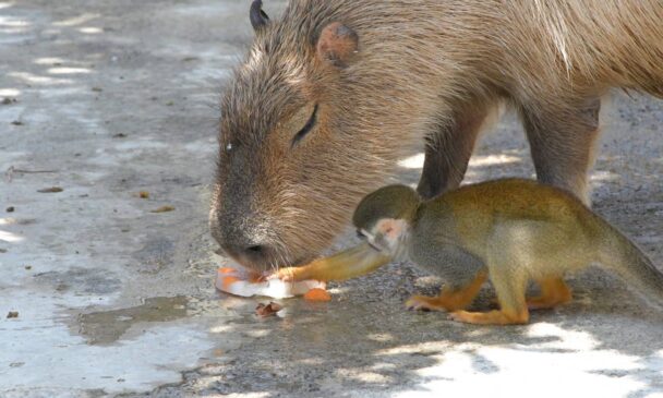 Por que as capivaras são tão amigáveis? – Zona Curiosa