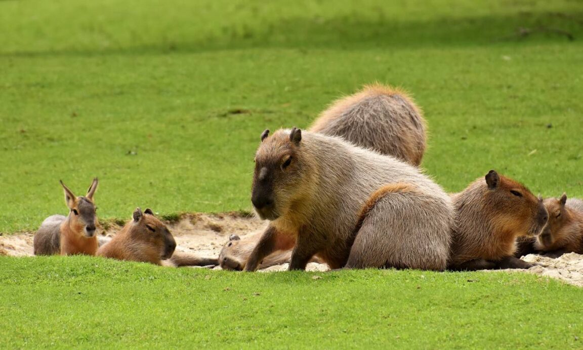 Por que as capivaras são tão amigáveis? – Zona Curiosa
