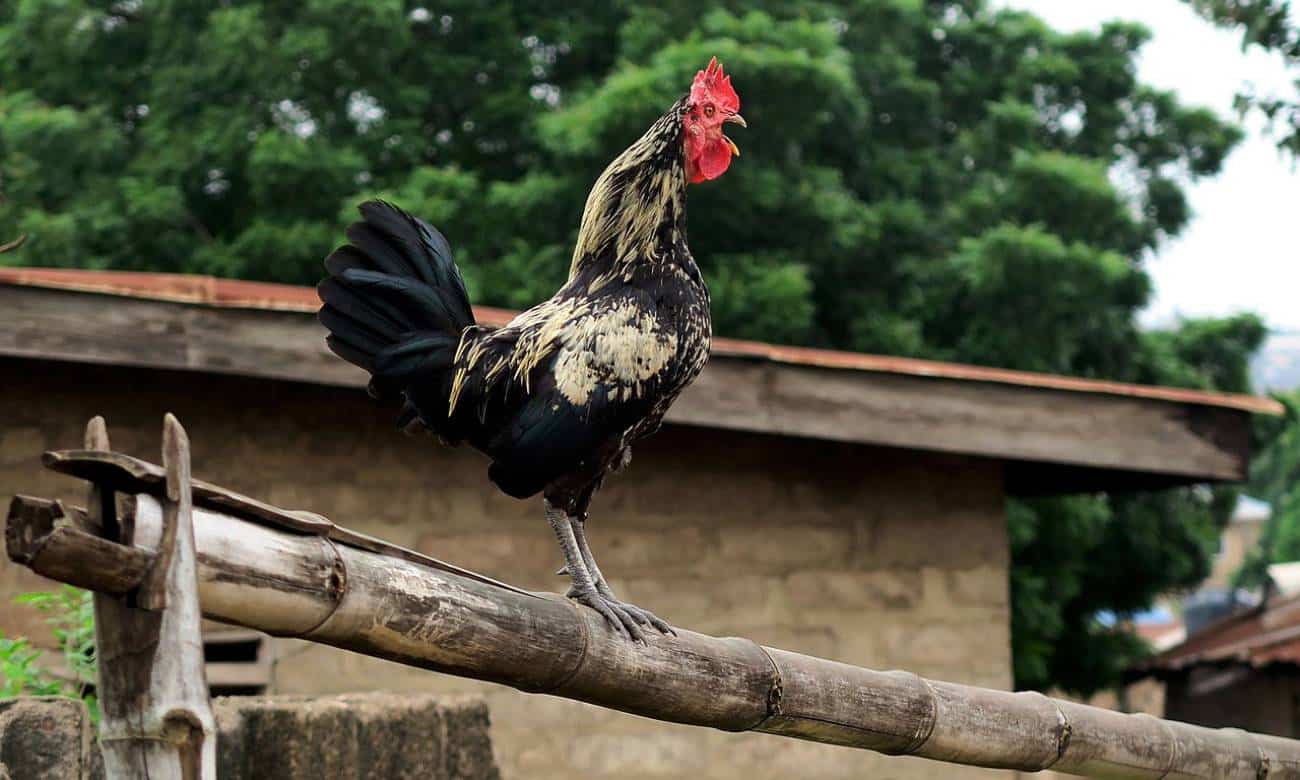 Por que os galos cantam ao amanhecer? – Zona Curiosa