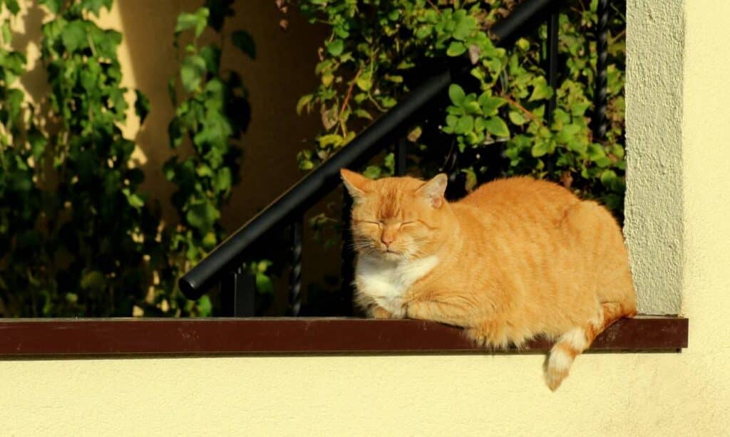Por que os gatos gostam de tomar sol? – Zona Curiosa