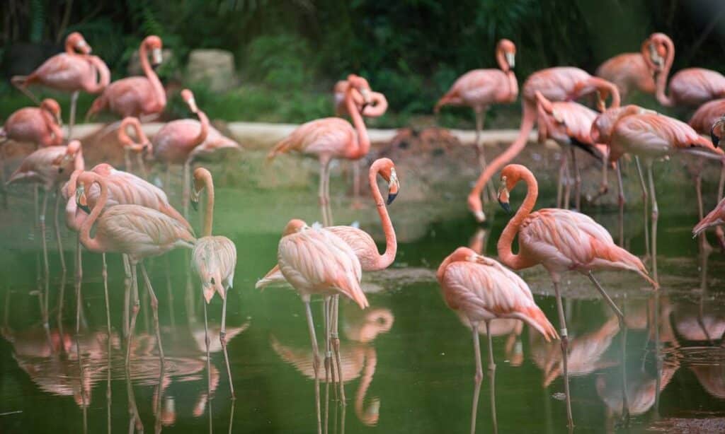 Por que os flamingos são cor-de-rosa? – Zona Curiosa