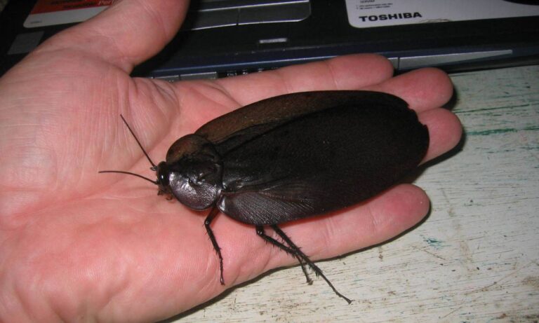 12 curiosidades incríveis sobre as baratas – Zona Curiosa