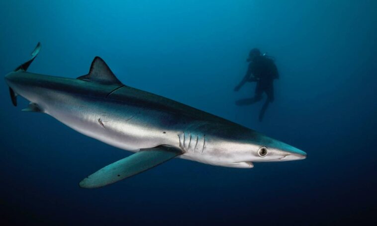 12 curiosidades incríveis sobre tubarões – Zona Curiosa