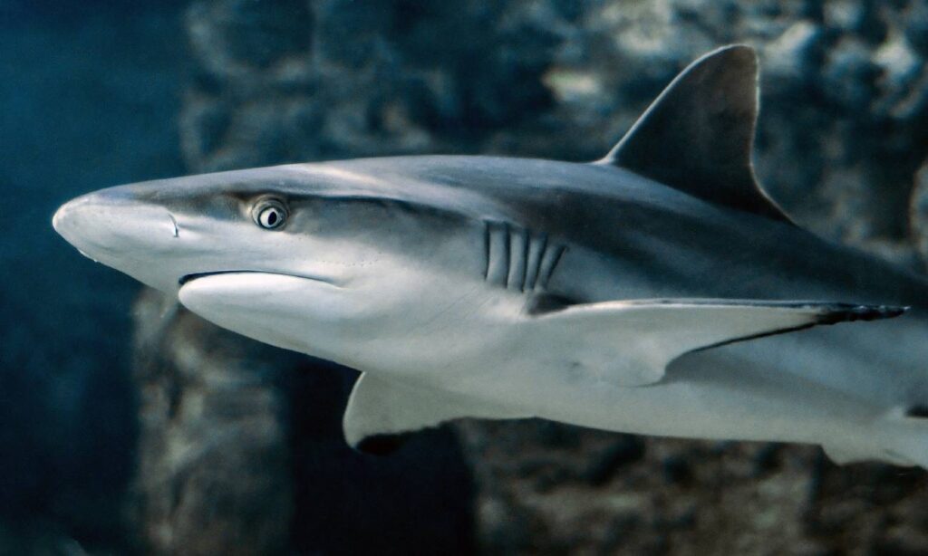 12 curiosidades incríveis sobre tubarões – Zona Curiosa