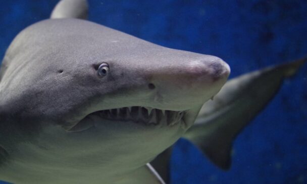 12 curiosidades incríveis sobre tubarões – Zona Curiosa