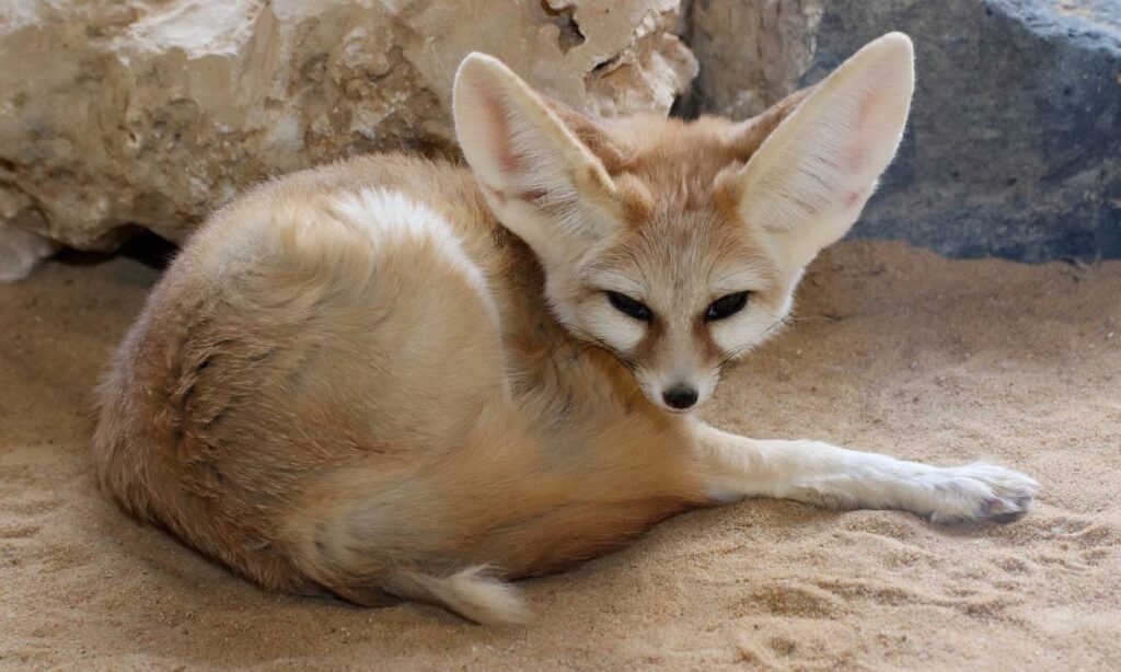 12 curiosidades incríveis sobre a Argélia – Zona Curiosa