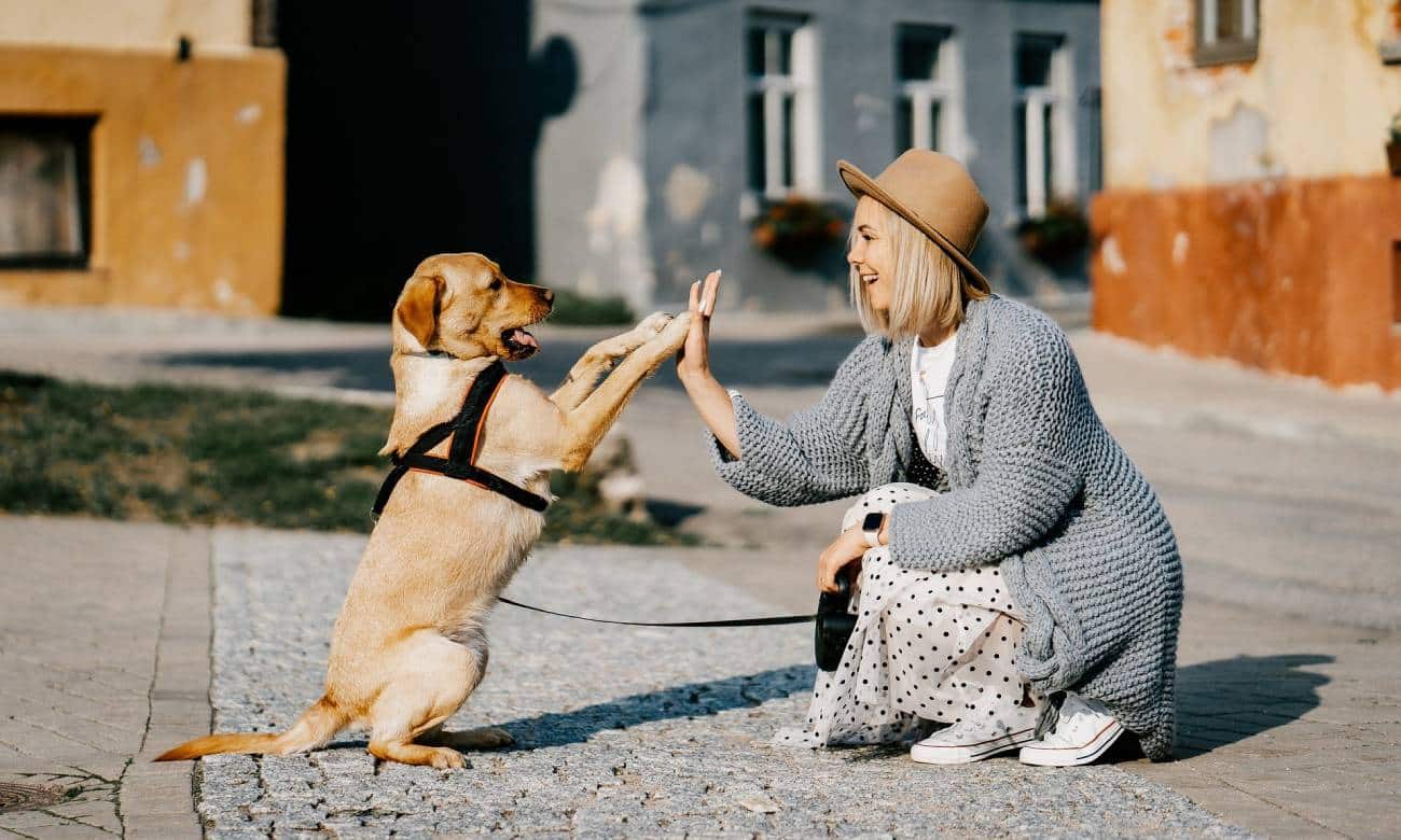 Por que os cães são tão leais aos humanos? – Zona Curiosa