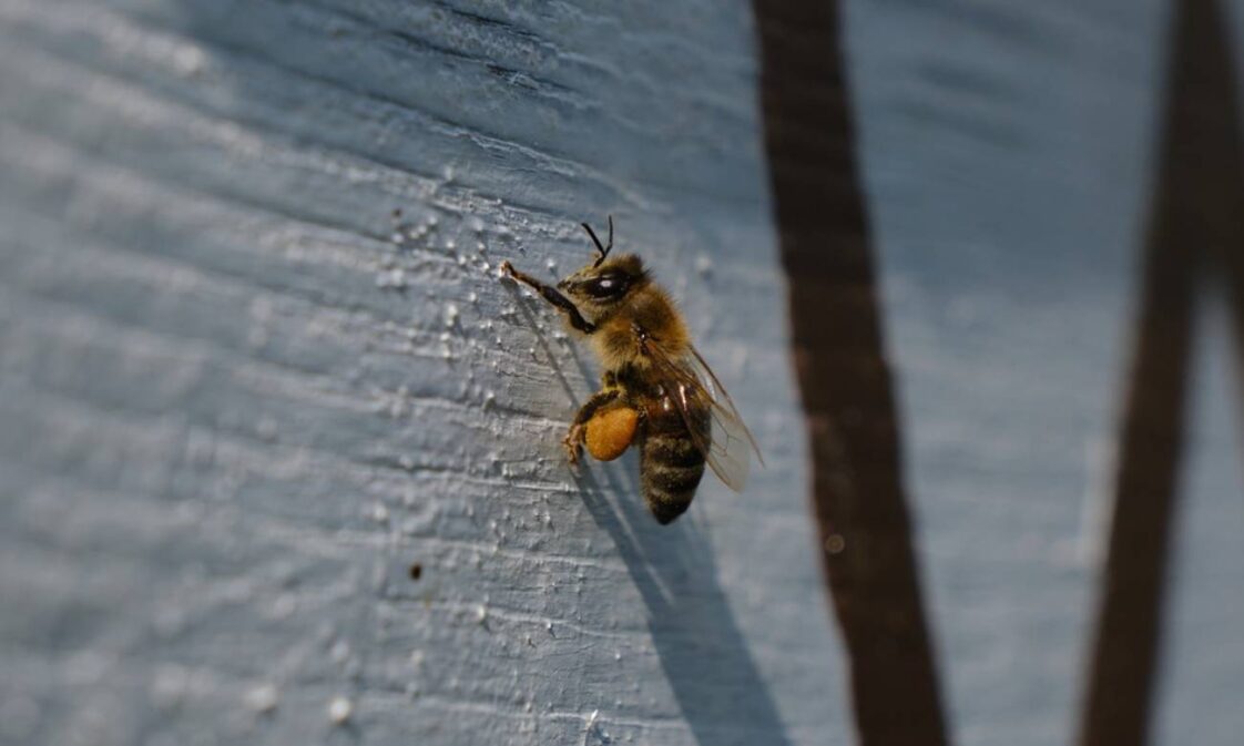 Como alguns insetos conseguem subir nas paredes? – Zona Curiosa
