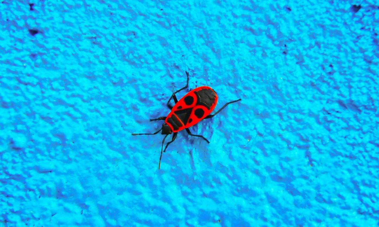 Como alguns insetos conseguem subir nas paredes? – Zona Curiosa