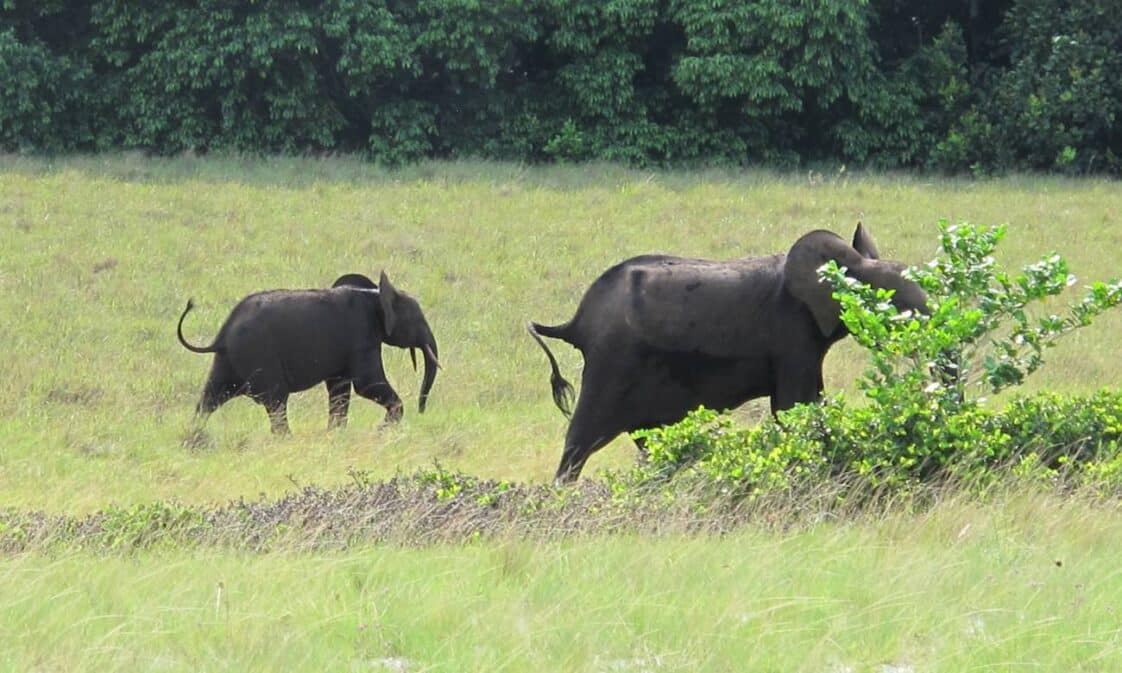 12 curiosidades interessantes sobre o Gabão – Zona Curiosa