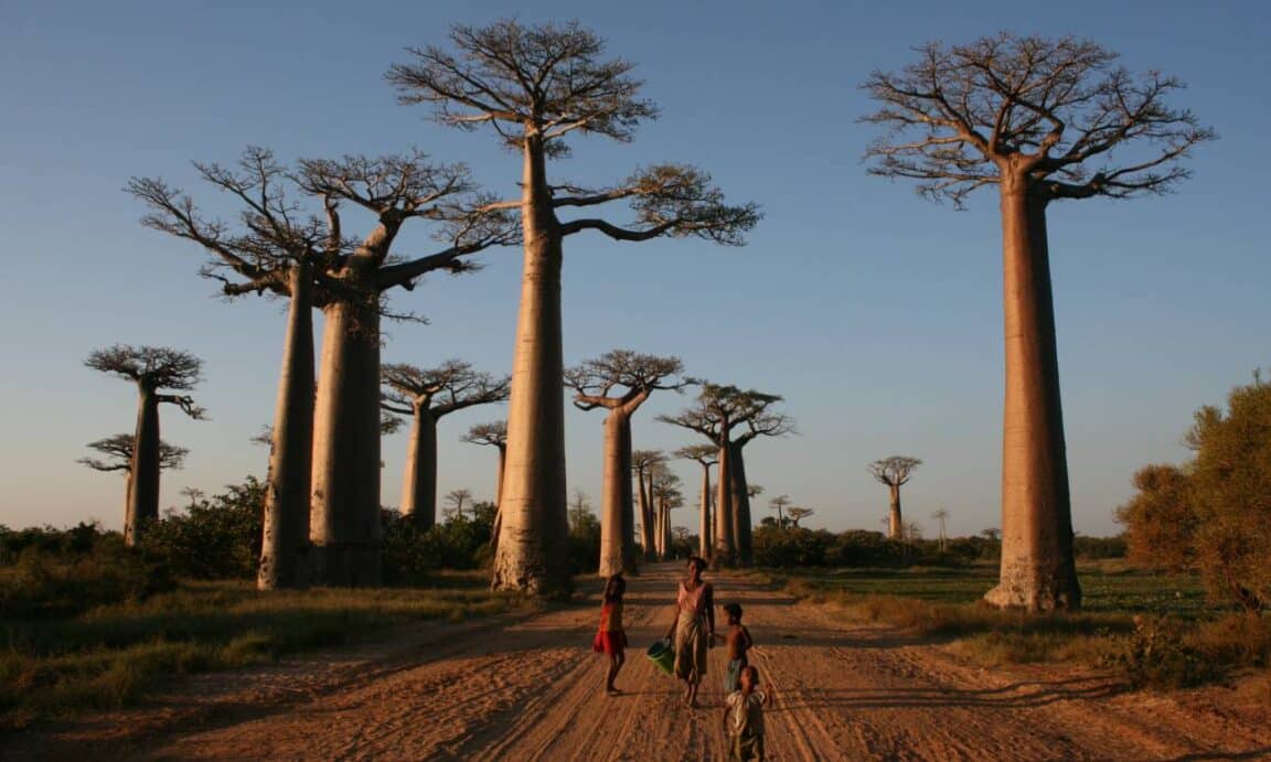 12 curiosidades incríveis sobre Madagascar – Zona Curiosa