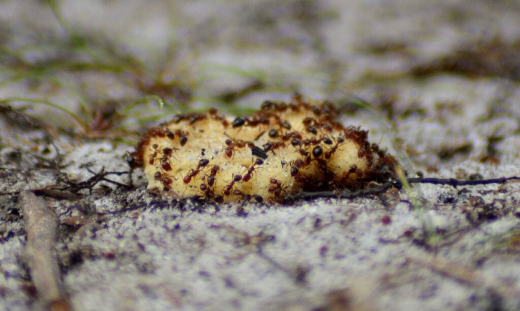 O que as formigas comem? – Zona Curiosa