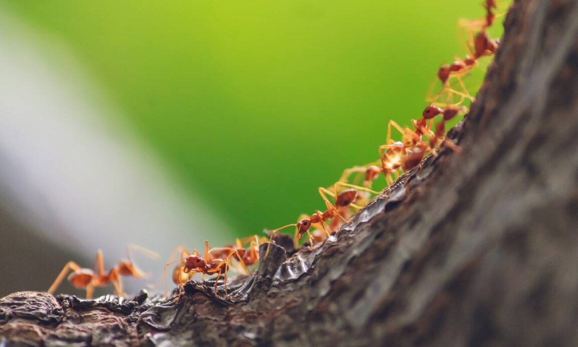 O que as formigas comem? – Zona Curiosa
