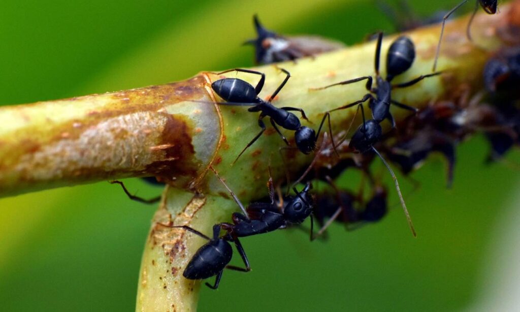 O que as formigas comem? – Zona Curiosa