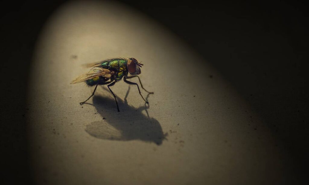Por que a luz atrai insetos voadores? – Zona Curiosa