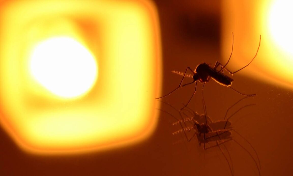 Por que a luz atrai insetos voadores? – Zona Curiosa