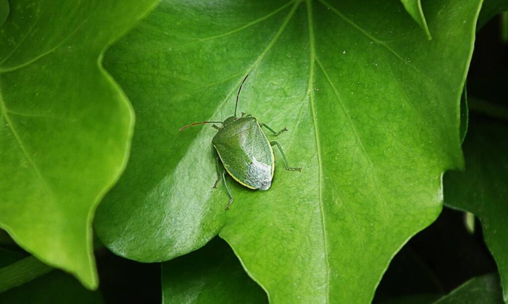 Por que alguns besouros fedem tanto? – Zona Curiosa