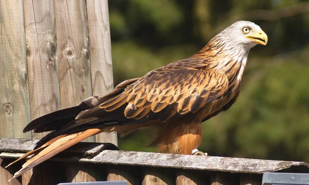 O que são aves de rapina? – Zona Curiosa